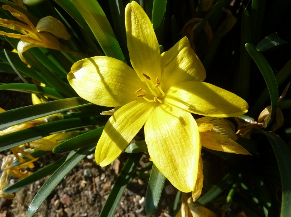 Amaryllidaceae - Portal eFlora