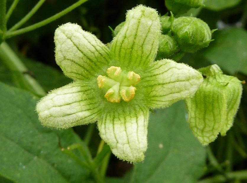 Cucurbitaceae - Portal eFlora