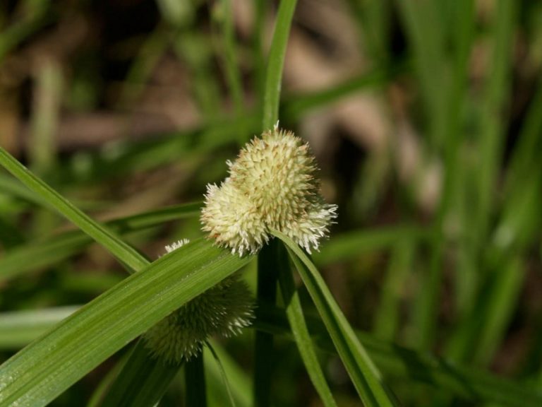 Cyperaceae - Portal eFlora