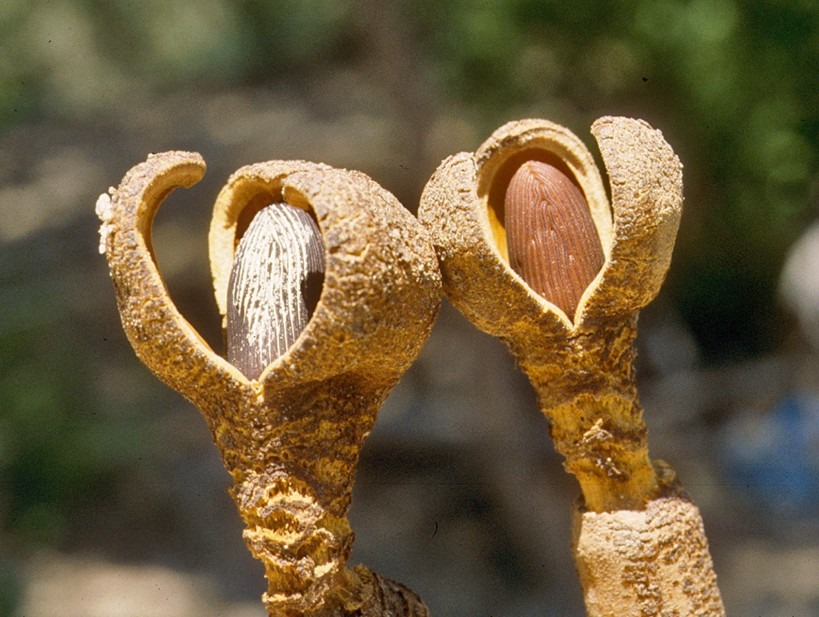 Hydnoraceae - Portal eFlora