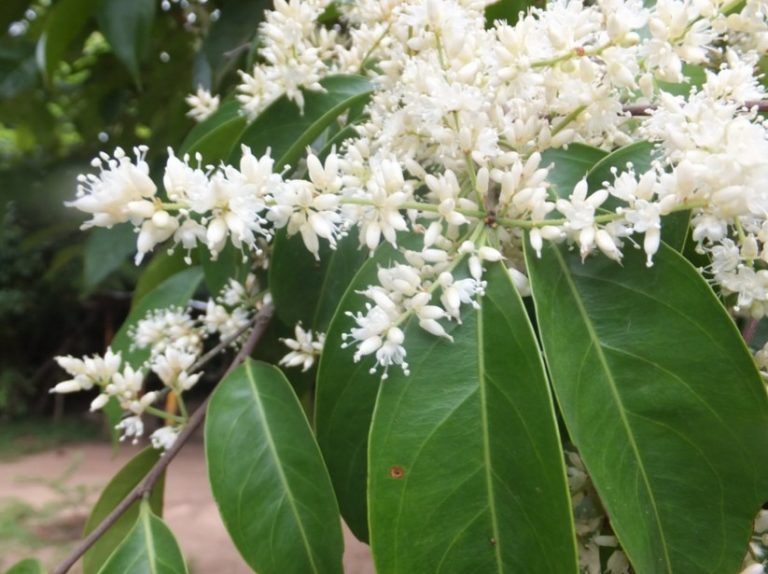 Ixonanthaceae - Portal eFlora