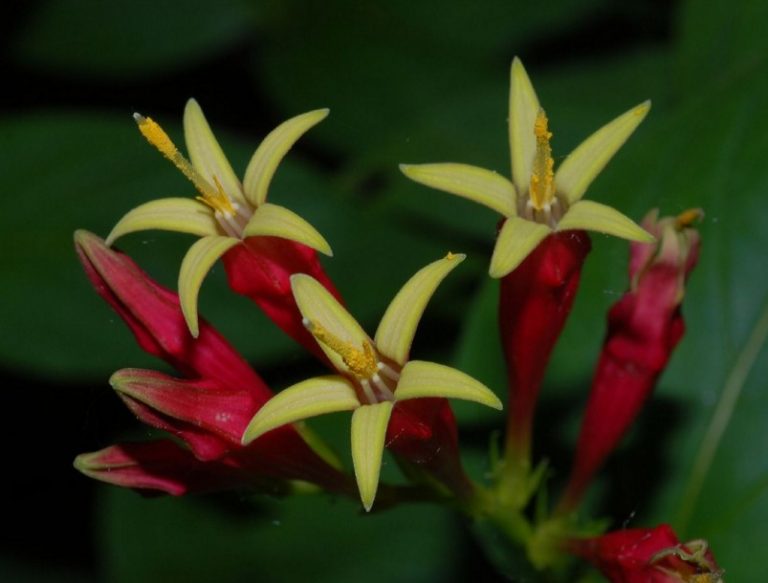 Loganiaceae - Portal eFlora